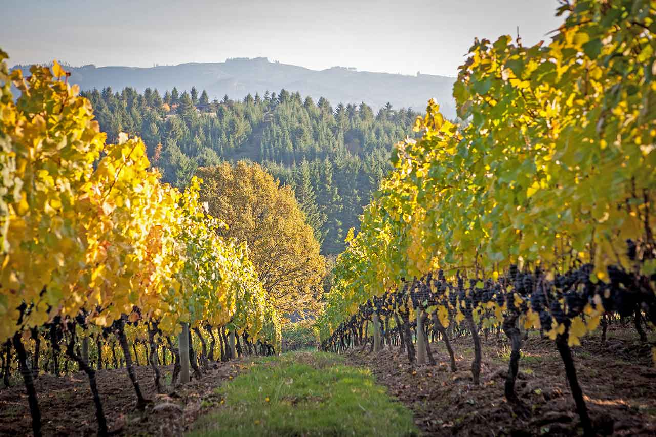 More than Pinor Noir | Red Wine in Oregon's Explore Tualatin Valley Oregon
