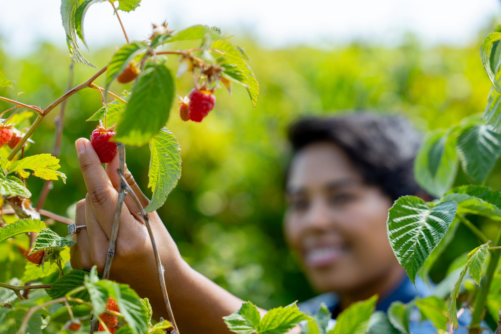Guide to Summer U-Pick Farms in Oregon's Tualatin Valley